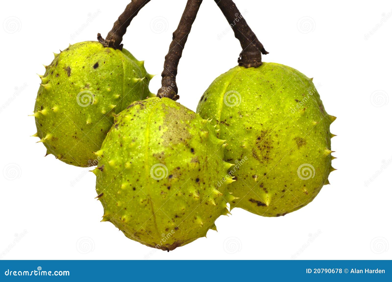 Three Conkers in Green Shells Stock Photo - Image of unripe, chestnut ...
