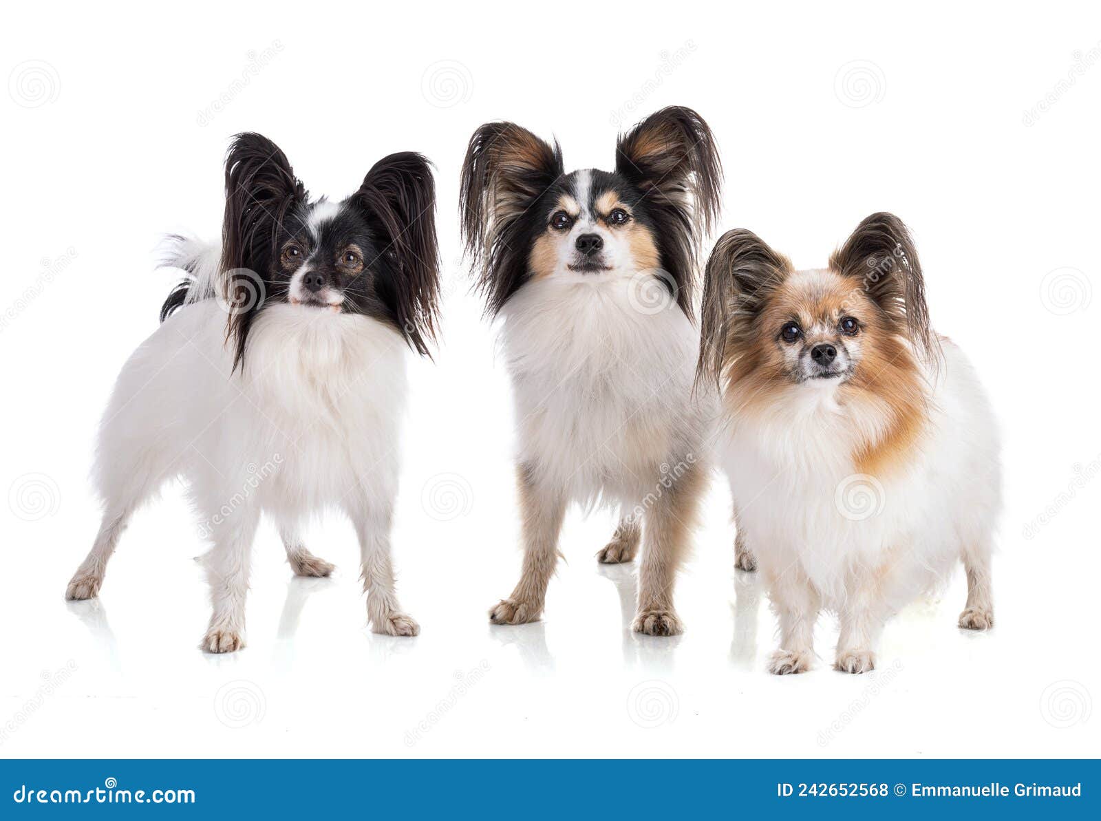 Three Continental Toy Spaniel, Papillon Dog Isolated Stock Photo ...