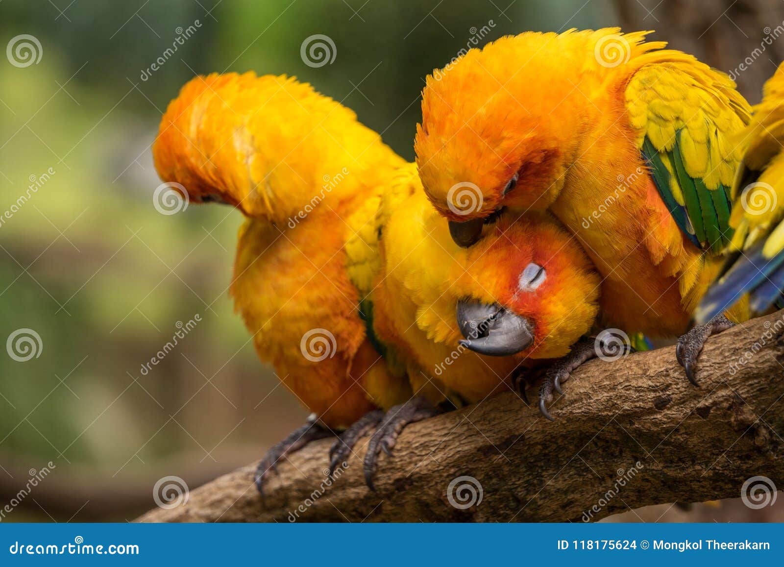 Conure Birds are Plume on Tree Branch Stock Photo - Image of branch ...