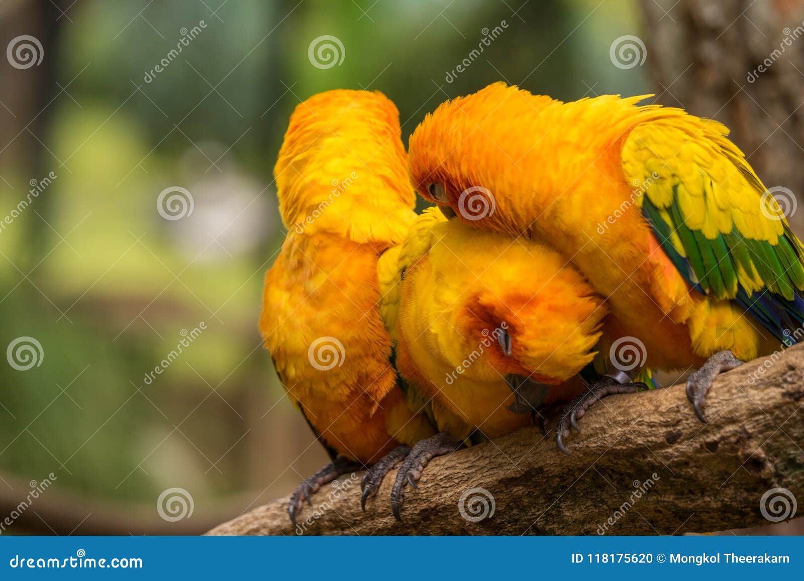 Conure Birds on Tree Branch Stock Photo - Image of birds, green: 118175620