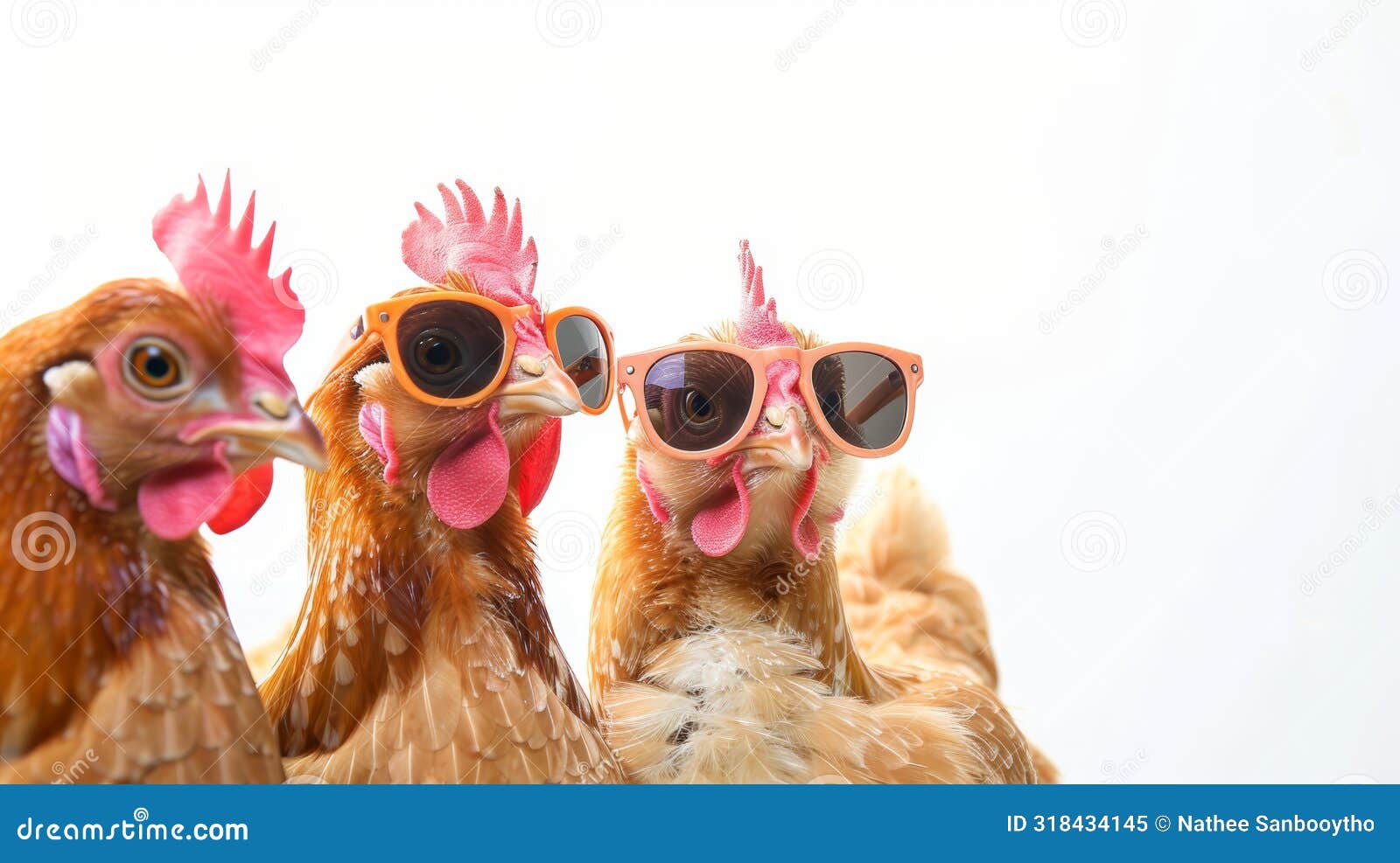 Two Cool Chickens Pose. Despite Being In An Unfamiliar Environment ...