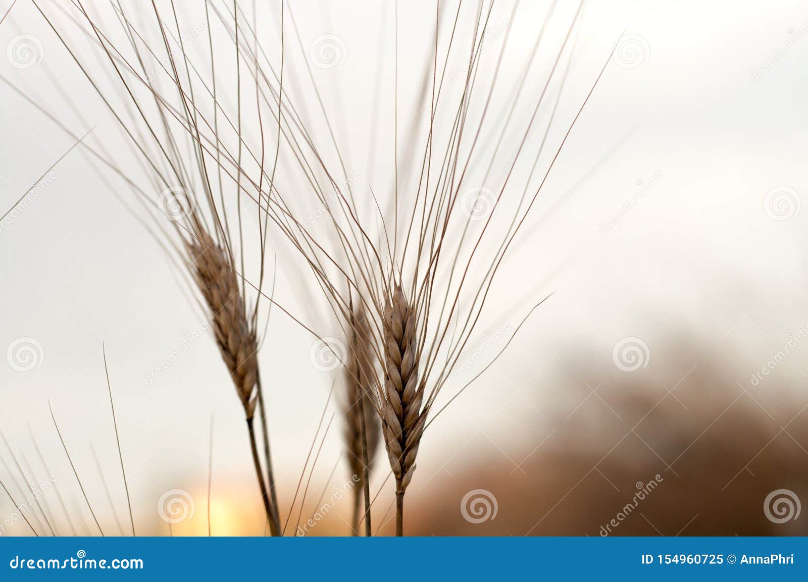 Three Corn Close Up at Sunrise Stock Image - Image of beauty, field ...