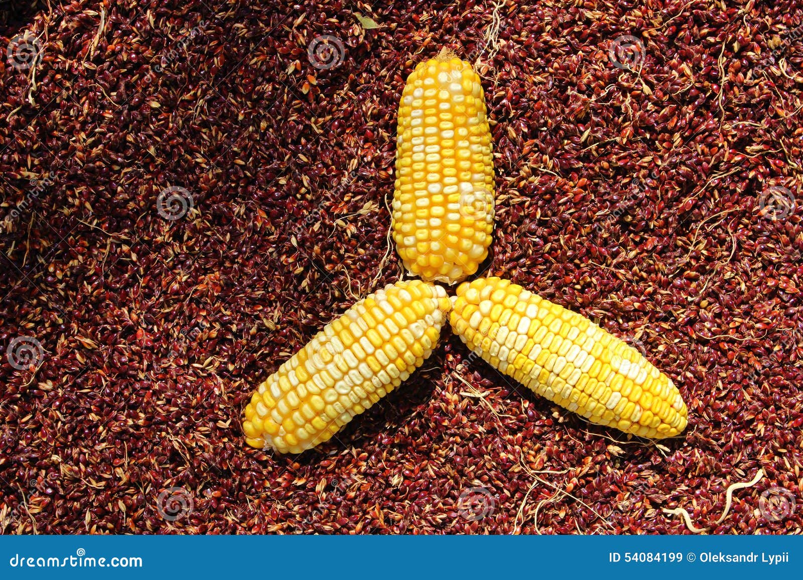 Three Corn Cob Lie on Millet Stock Image - Image of popcorn, three ...