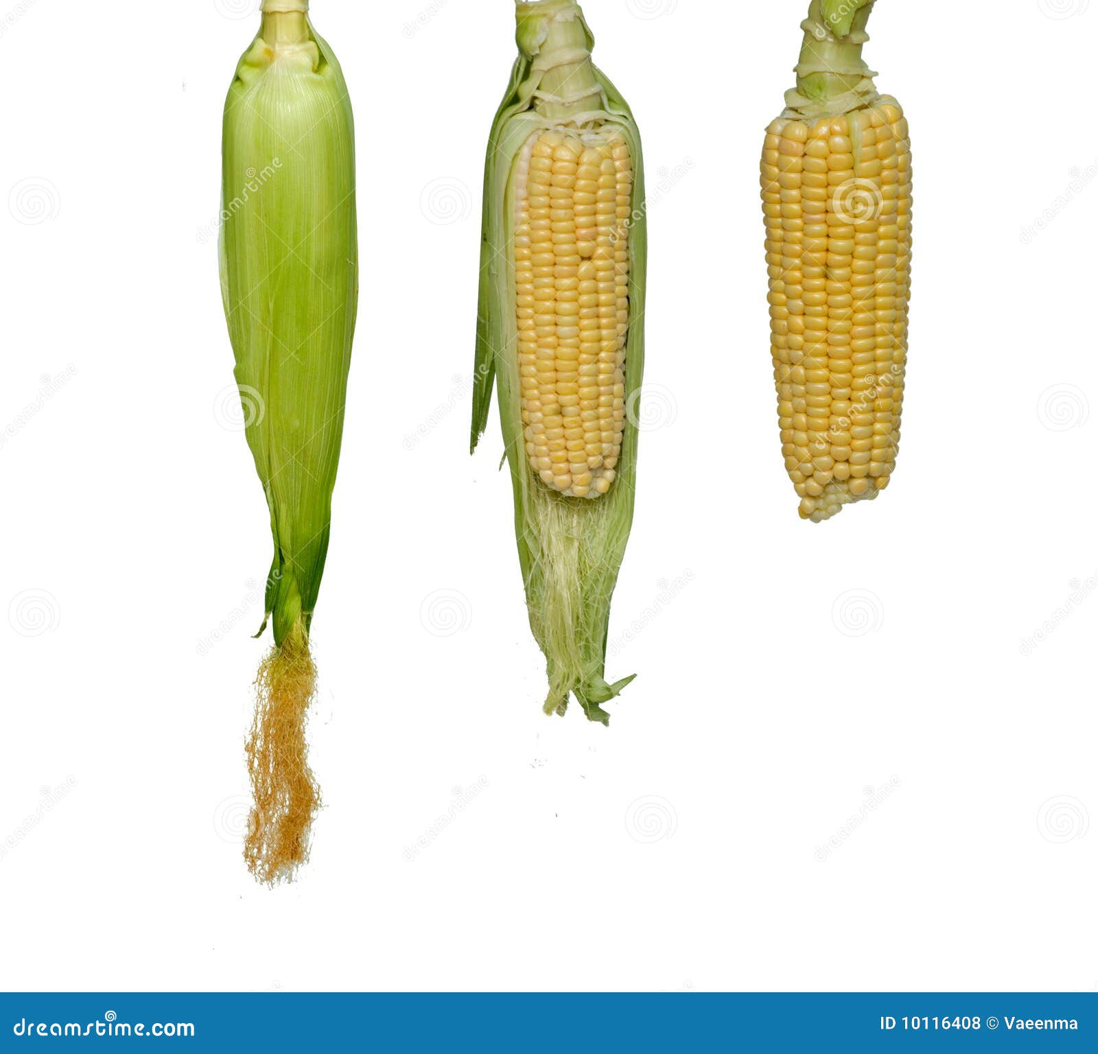 Three Corn Cob Isolated On White Background Royalty-Free Stock Image ...