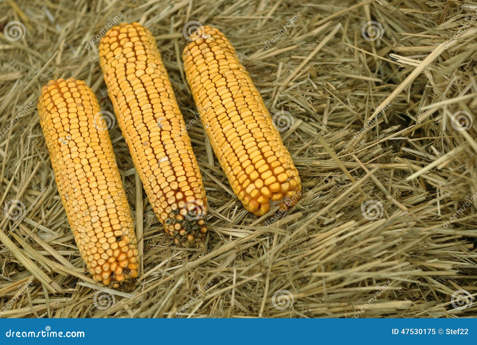 Three corn cobs stock image. Image of farming, decorative - 47530175