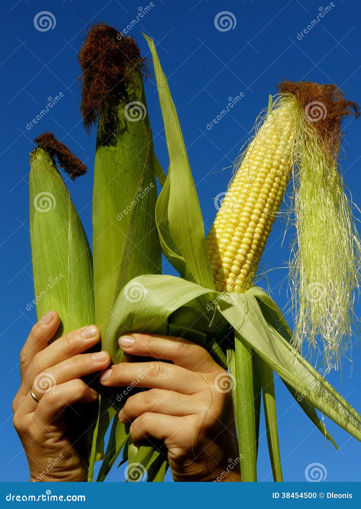 Three corn cobs stock photo. Image of grow, ingredient - 38454500