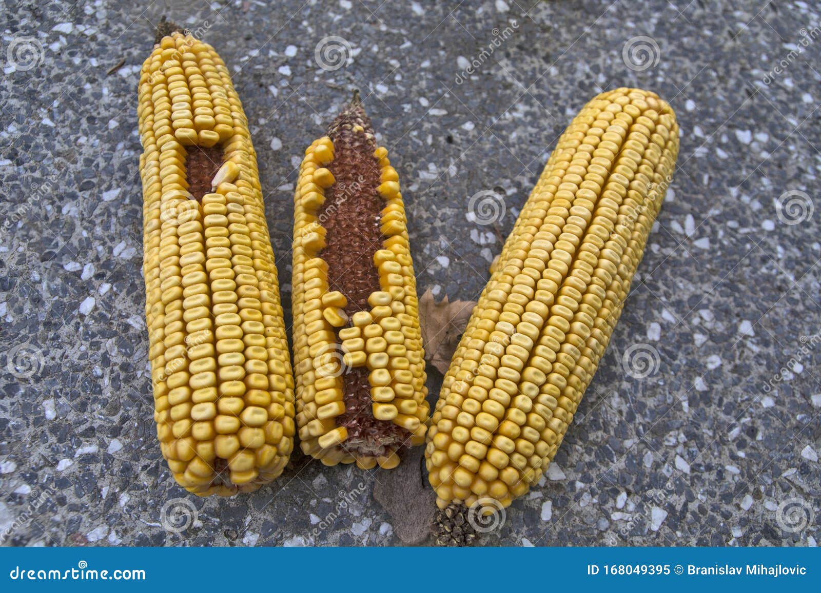 Three Corn Cob Isolated On White Background Royalty-Free Stock Image ...