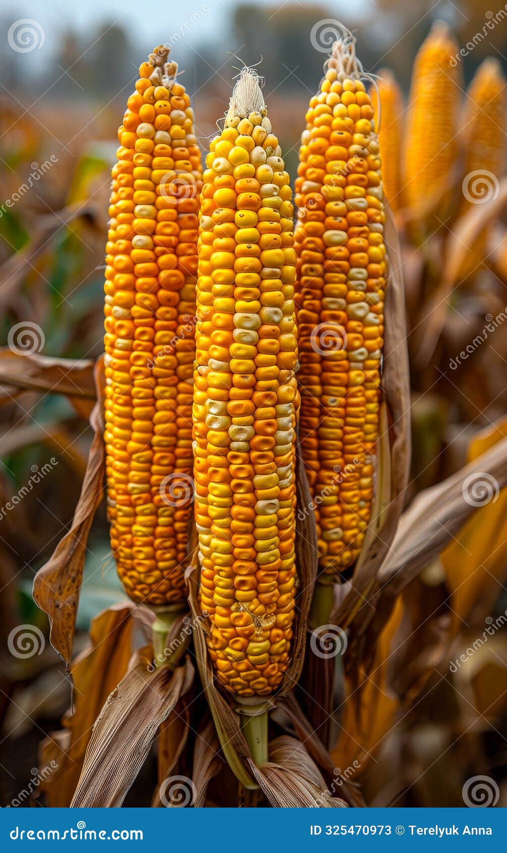 Three Corn Cobs are Standing Upright in a Field Stock Image - Image of ...