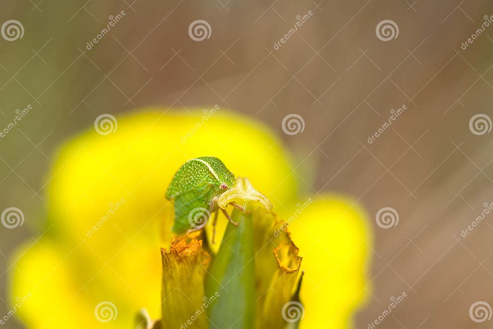 Three-cornered Alfalfa Hopper Stock Photo - Image of detail, cornered ...