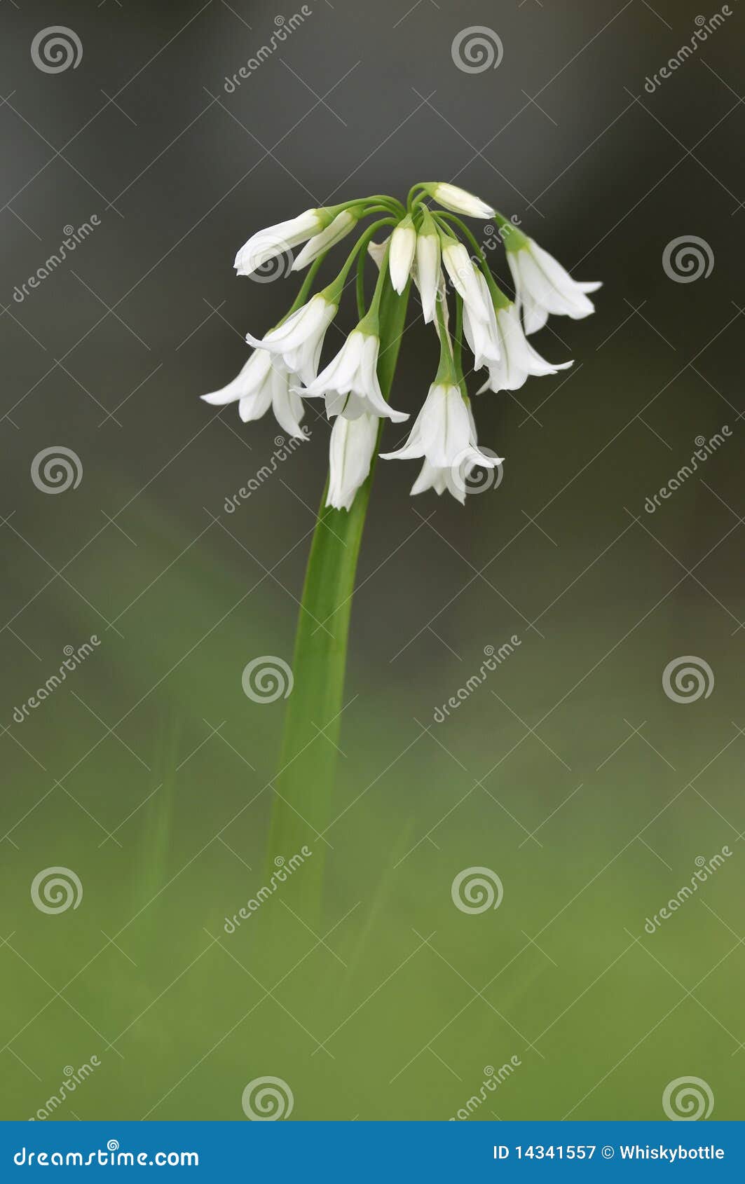 Three-cornered Leek stock image. Image of green, wildflower - 14341557