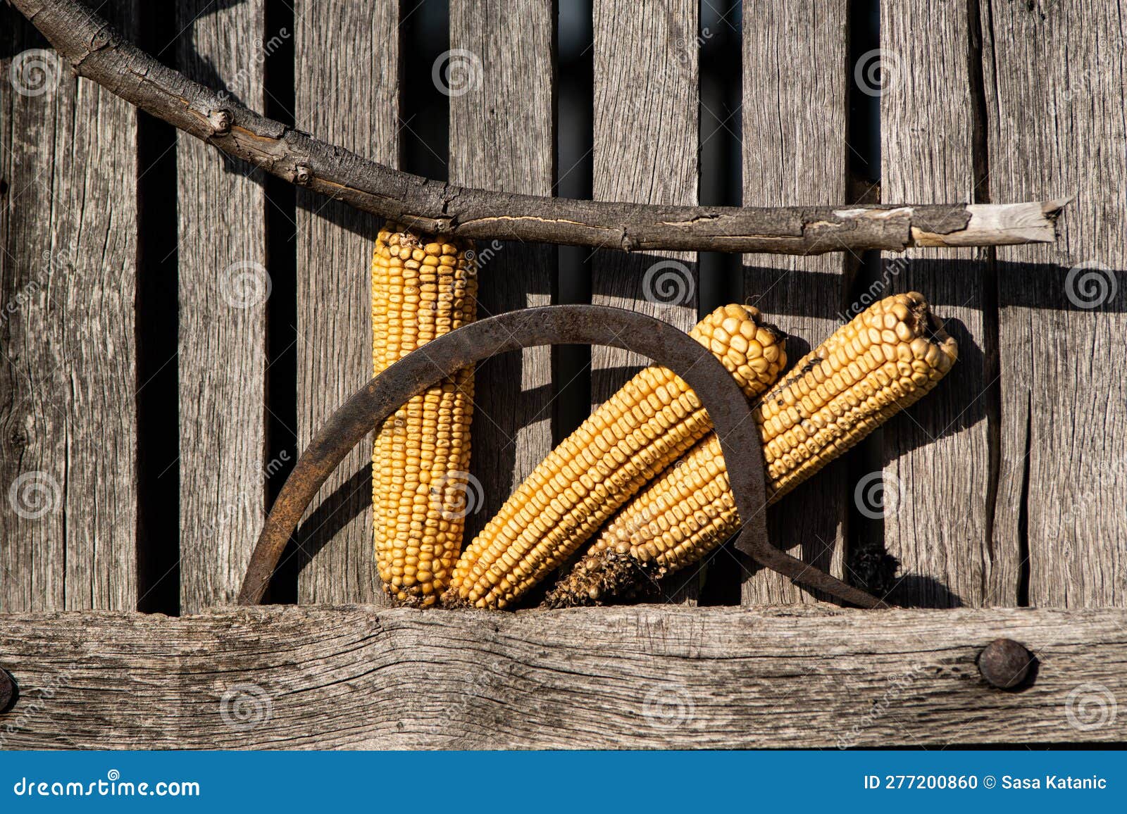 Three Corns with a Sickle and a Tree. Stock Photo - Image of tree, corn ...