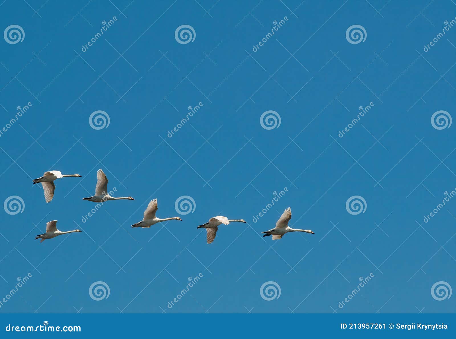 Three Couples of White Swans are Flying in Blue Sky. Migratory Birds ...