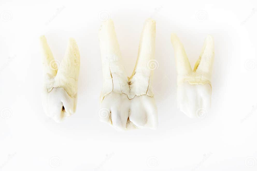 Three Cow S Teeth with Roots on a White Background. Stock Image - Image ...