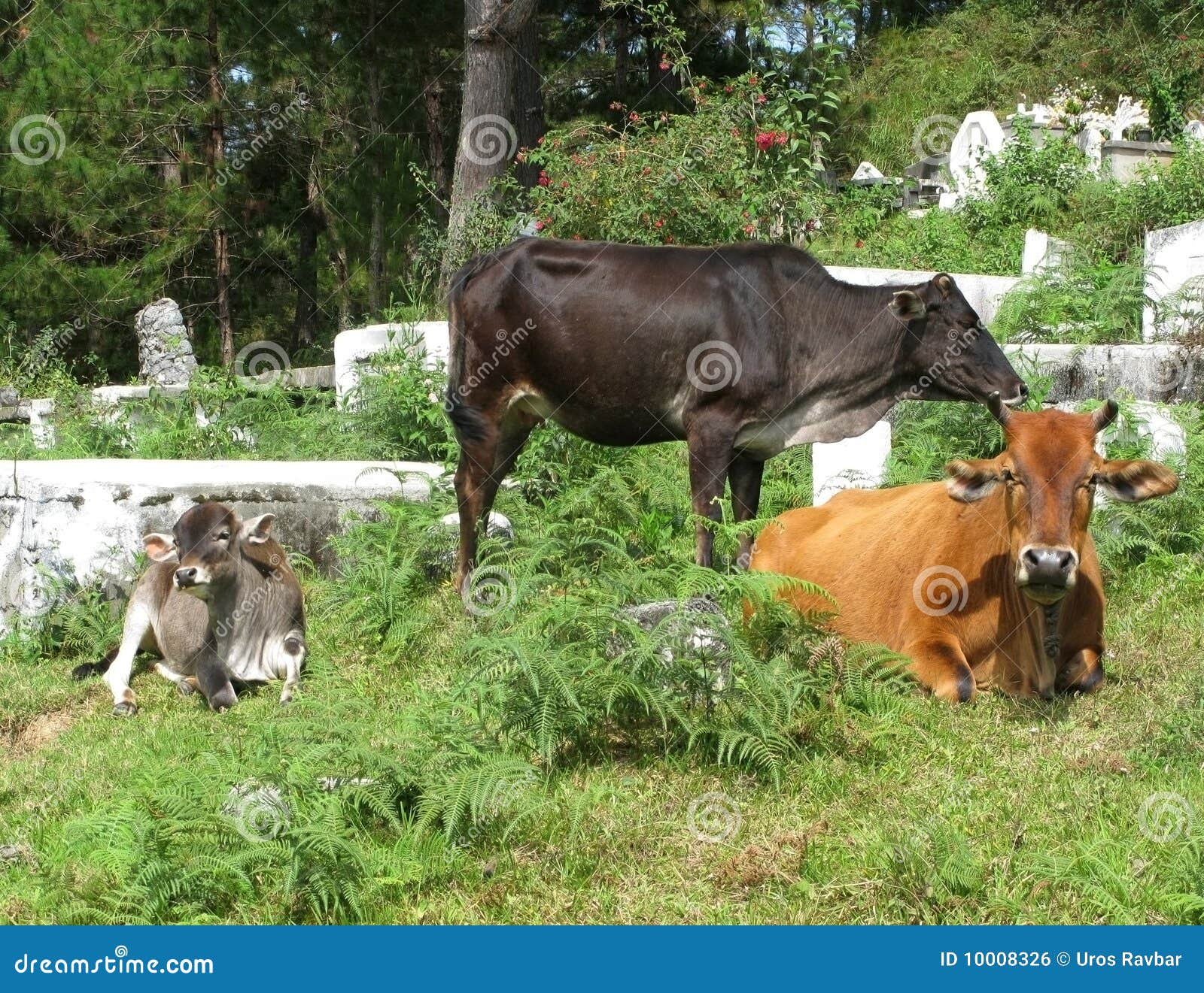 Three cows stock photo. Image of landscape, outdoor, cemetery - 10008326