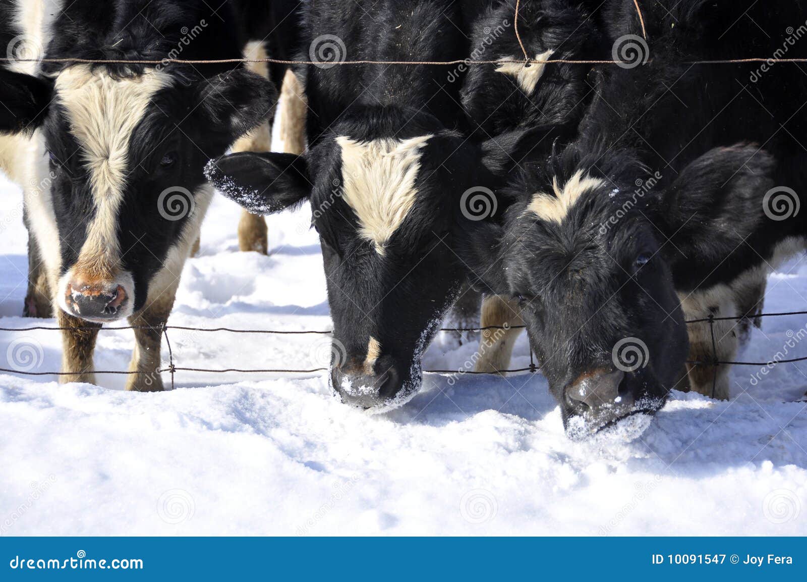 Three Cows stock image. Image of domestic, dairy, beef - 10091547