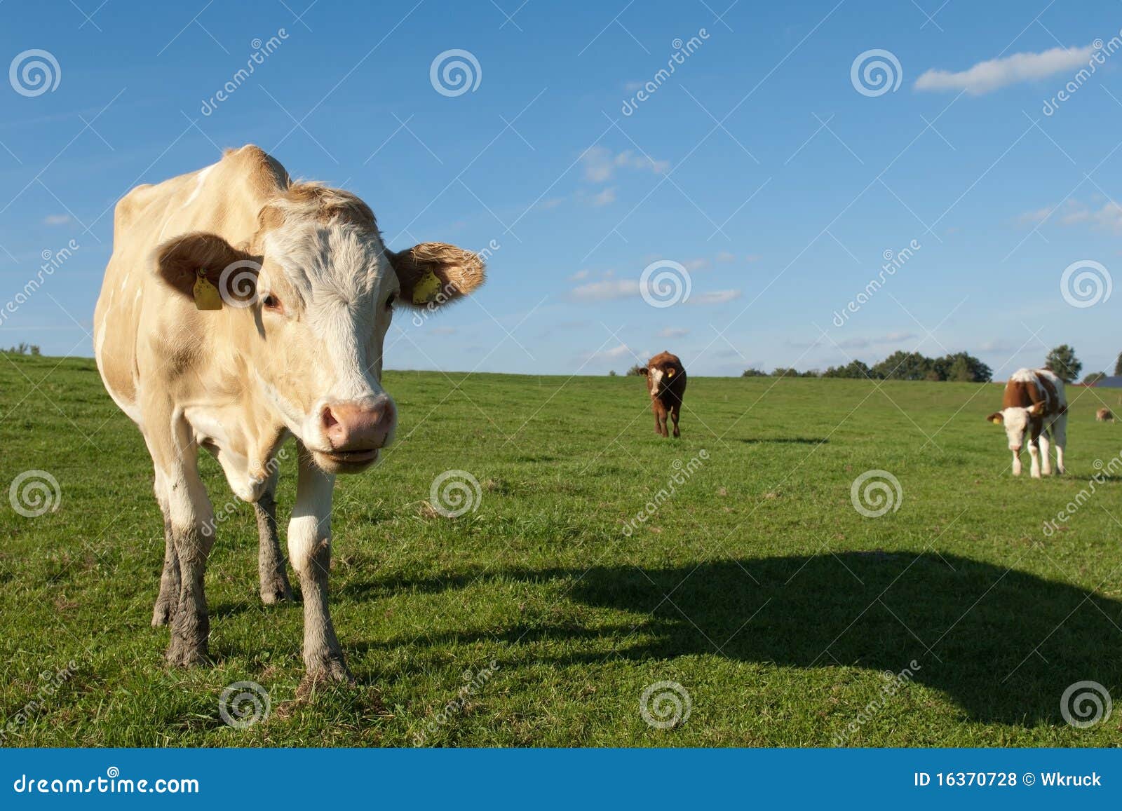 Three cows stock photo. Image of toed, domestic, blue - 16370728