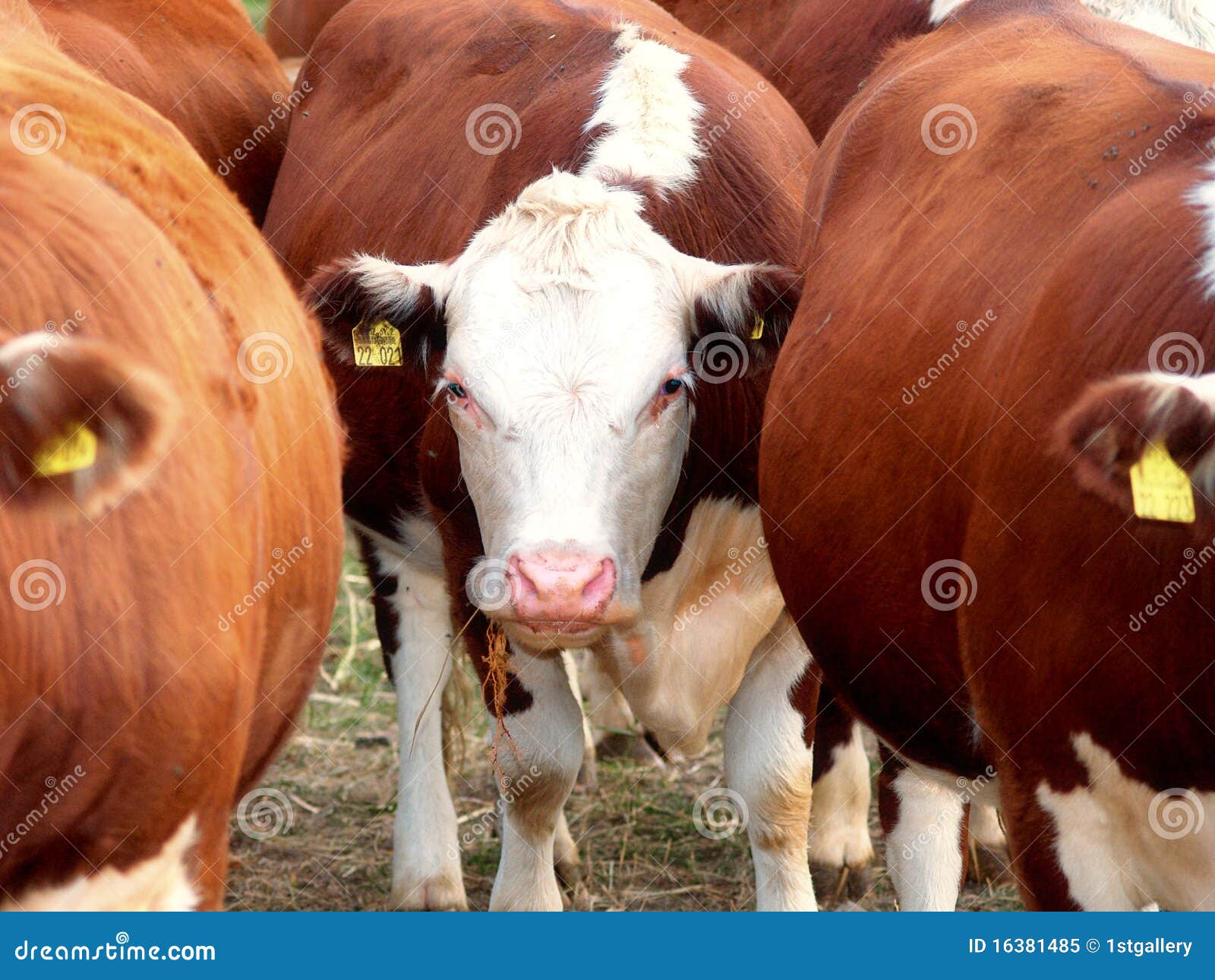 Three cows stock image. Image of bayern, bavaria, animal - 16381485