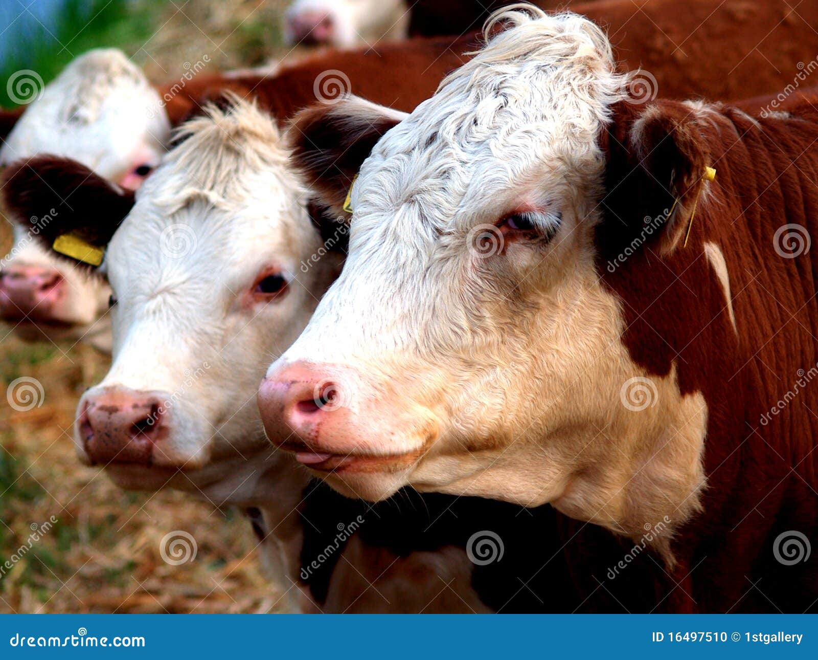 Three cows stock photo. Image of pasture, cows, country - 16497510