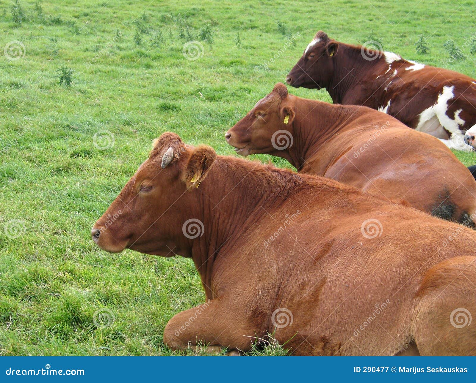 Three cows stock image. Image of meat, three, freedom, cows - 290477