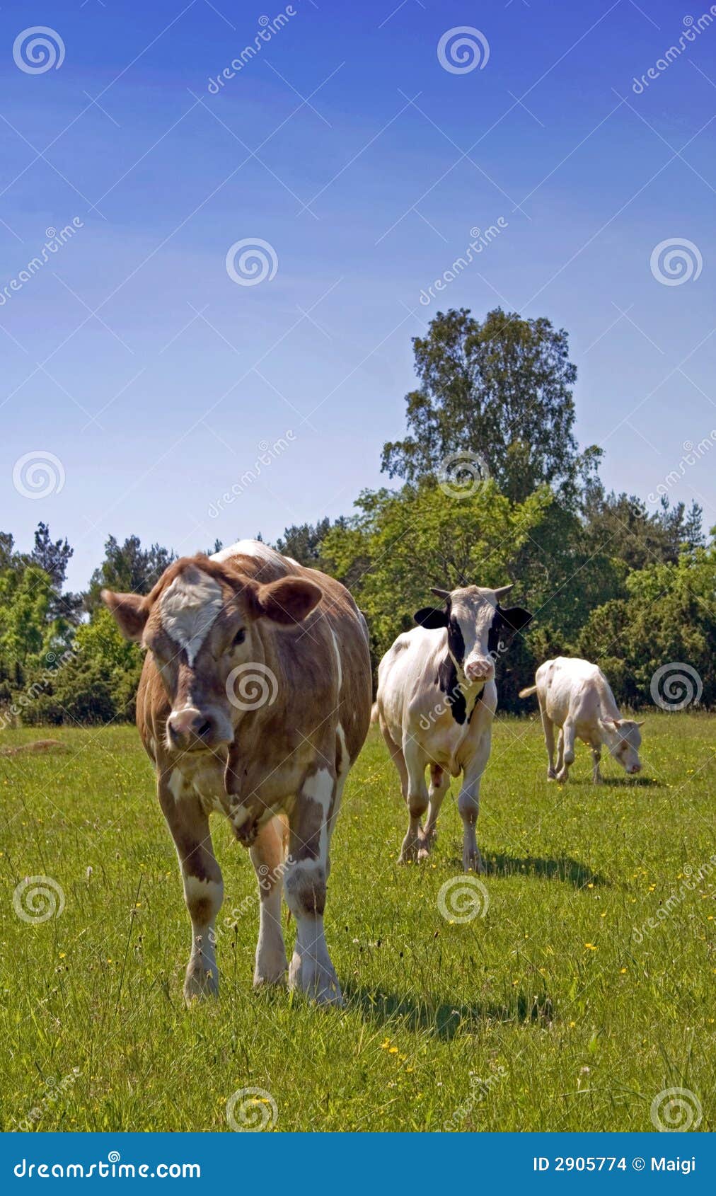 Three cows stock photo. Image of farm, domestic, cows - 2905774