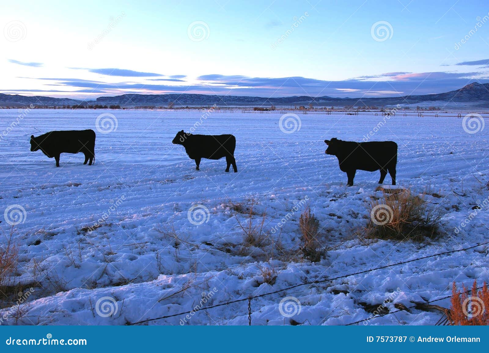 Three Cows stock image. Image of ranch, livestock, field - 7573787