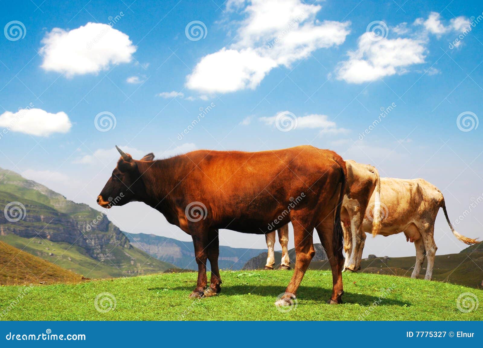 Three cows stock image. Image of agriculture, green, bull - 7775327