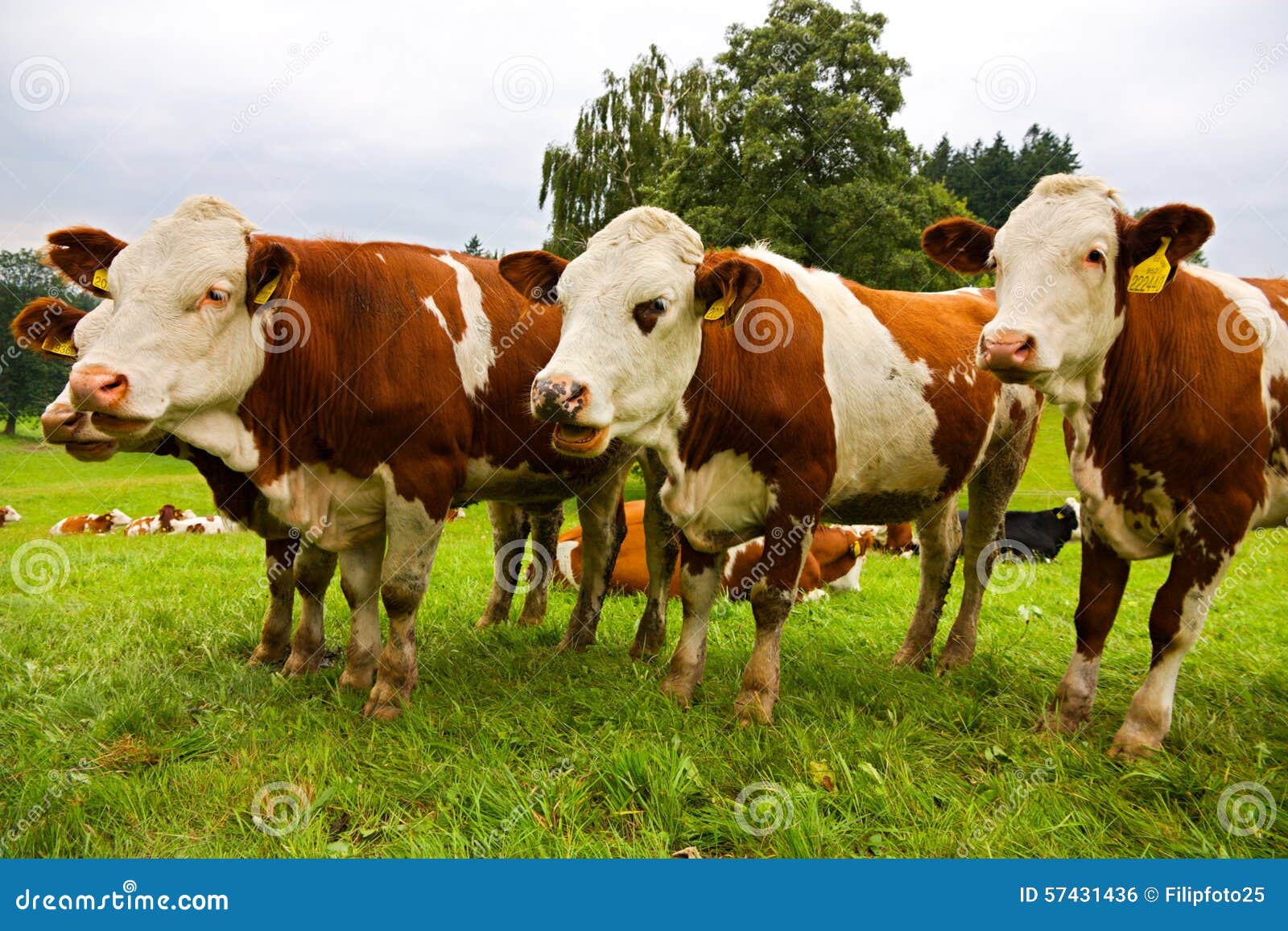 Three cows stock photo. Image of animal, domestic, agriculture - 57431436