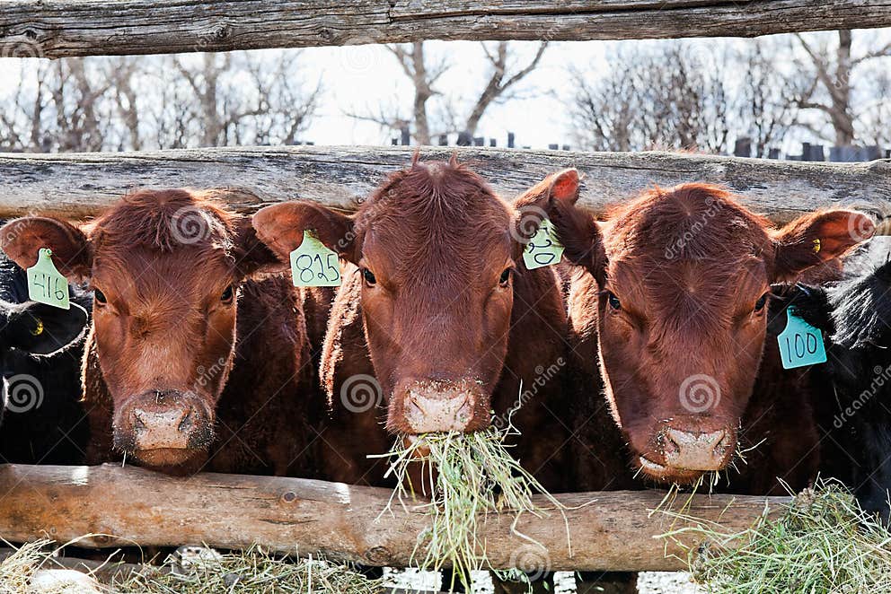Three Cows Eating stock photo. Image of herd, rural, cattle - 44209420