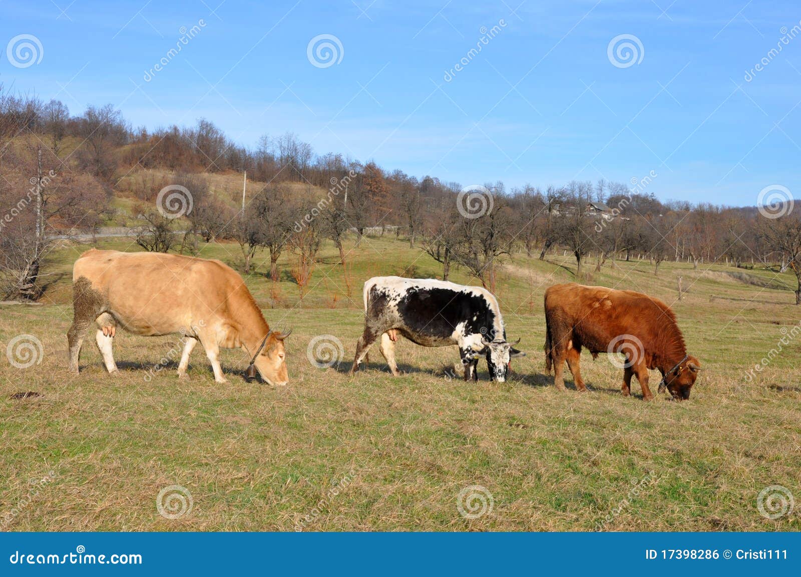 Three cows at farm stock photo. Image of farmyard, countryside - 17398286