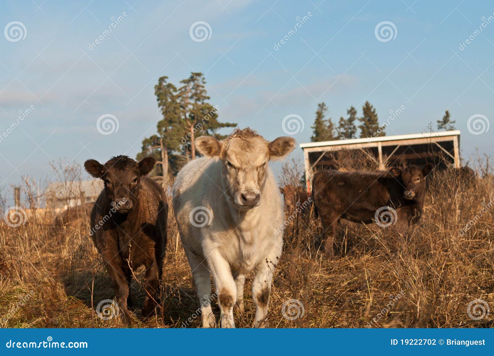 Three Cows in a field stock photo. Image of grass, cows - 19222702