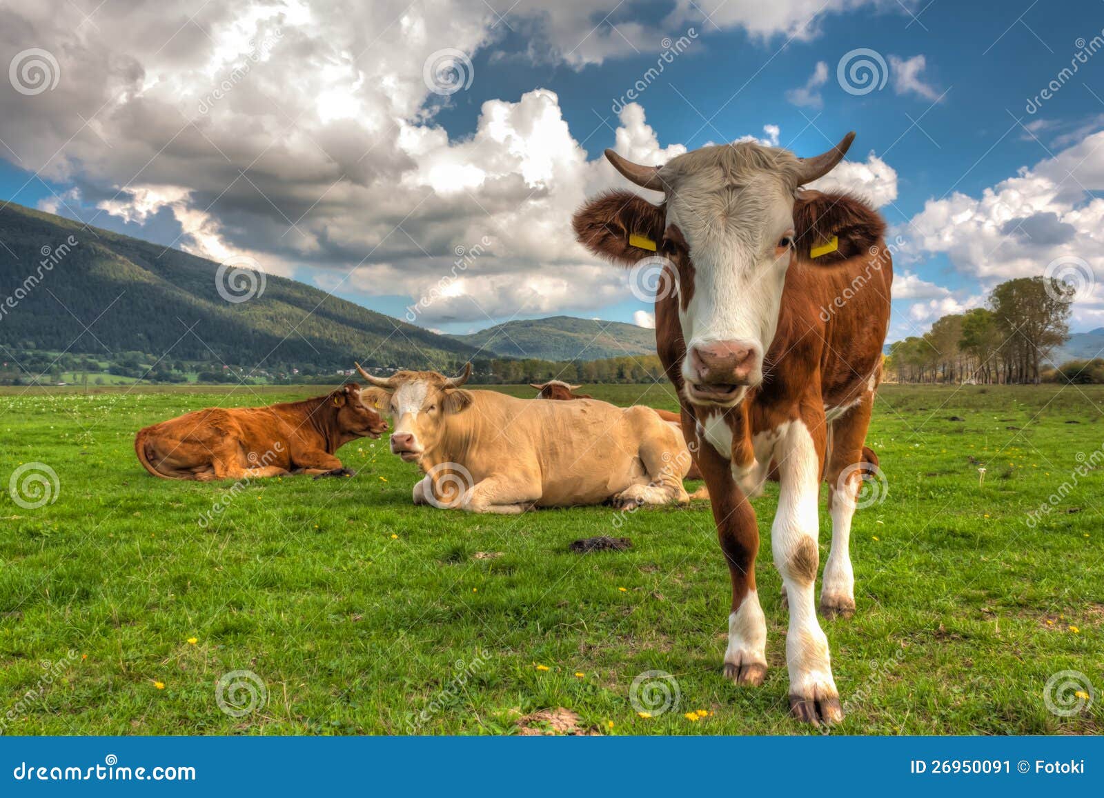 Three cows on the field stock image. Image of animals - 26950091