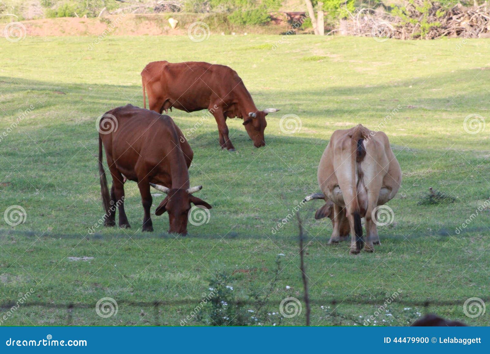 Three Cows a Grazing stock photo. Image of graze, brown - 44479900