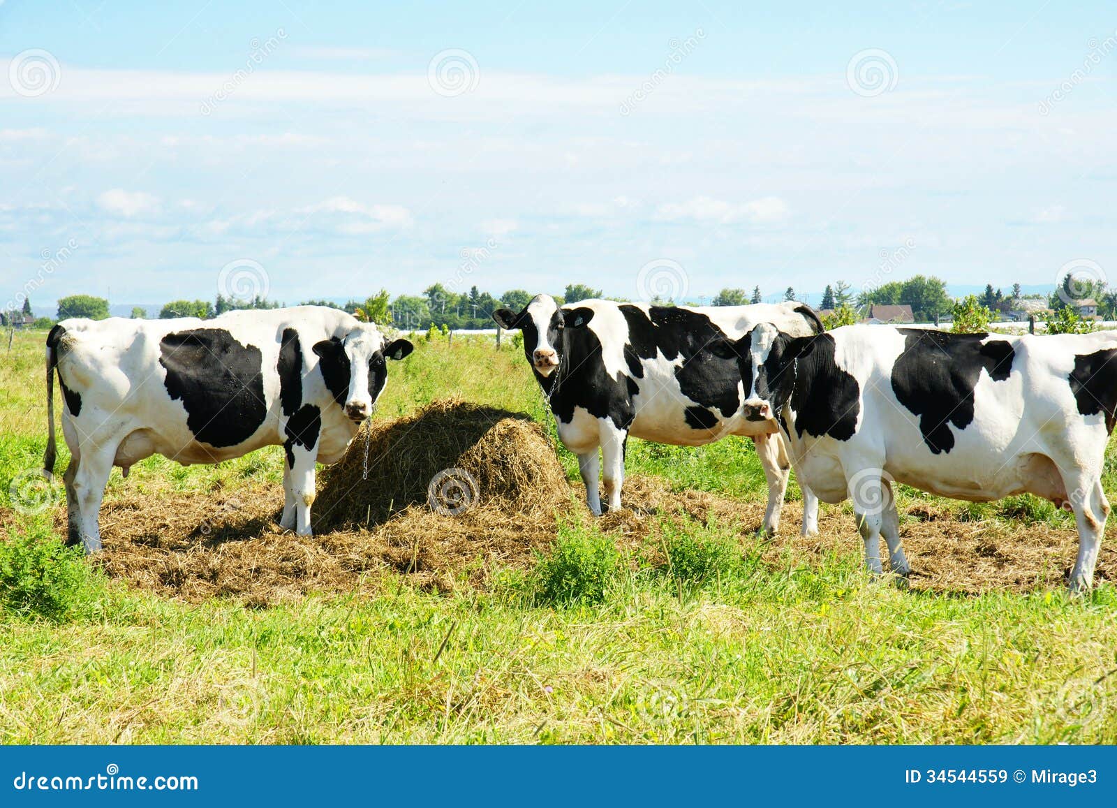 Three cows stock image. Image of holstein, cute, fauna - 34544559