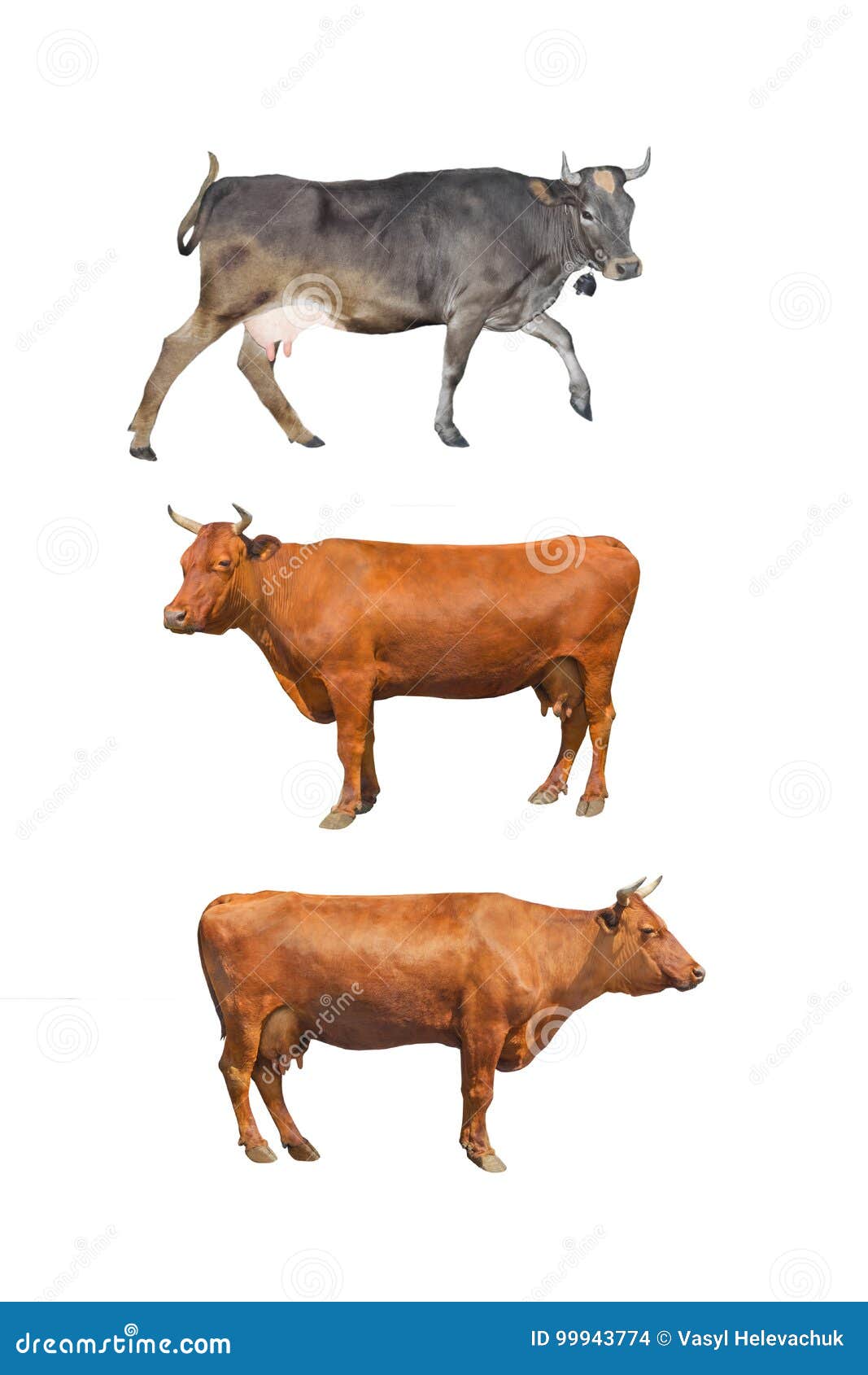 Three Cows Eating Stock Photo | CartoonDealer.com #1958736