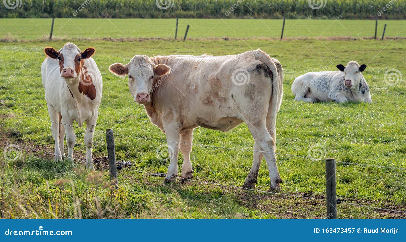 Three cows in the meadow stock image. Image of nature - 163473457