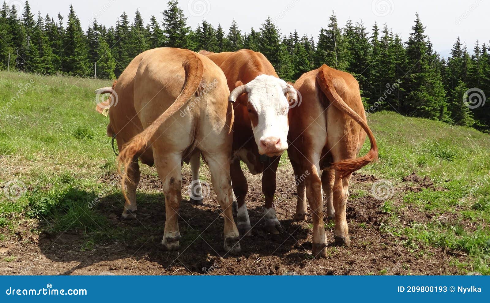 Three cows in the nature stock image. Image of nature - 209800193
