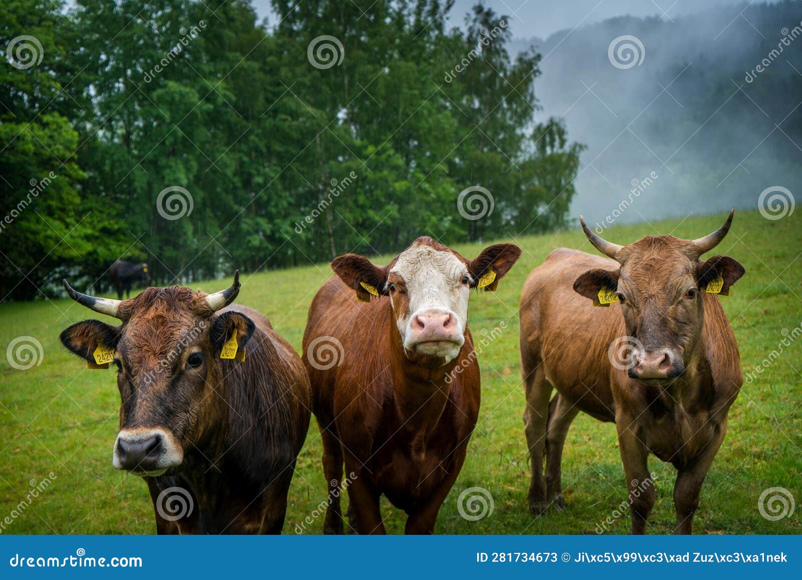 Three cows in the pasture stock image. Image of organic - 281734673