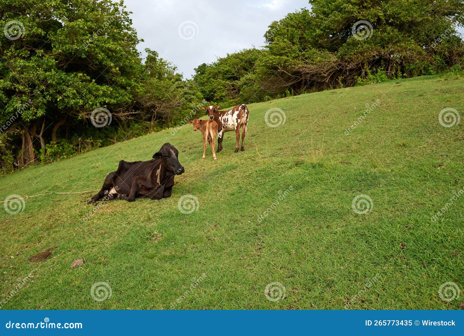 Cows Relaxing on a Green Hill Stock Image - Image of view, field: 265773435