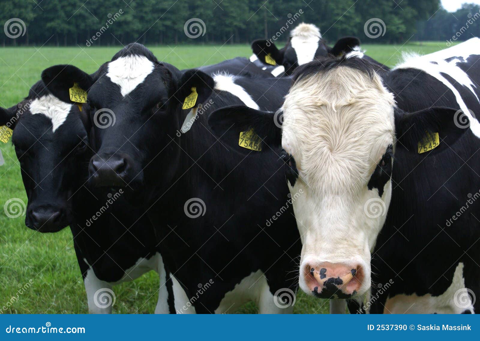 Three Cows On A Row. Picture Image: 2537390