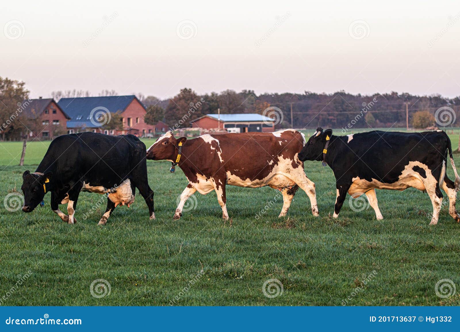 Three cows in a row stock image. Image of farm, farming - 201713637