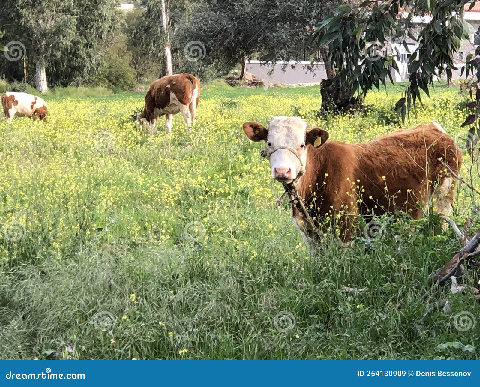 Three cows stock image. Image of grassland, three, cattle - 254130909