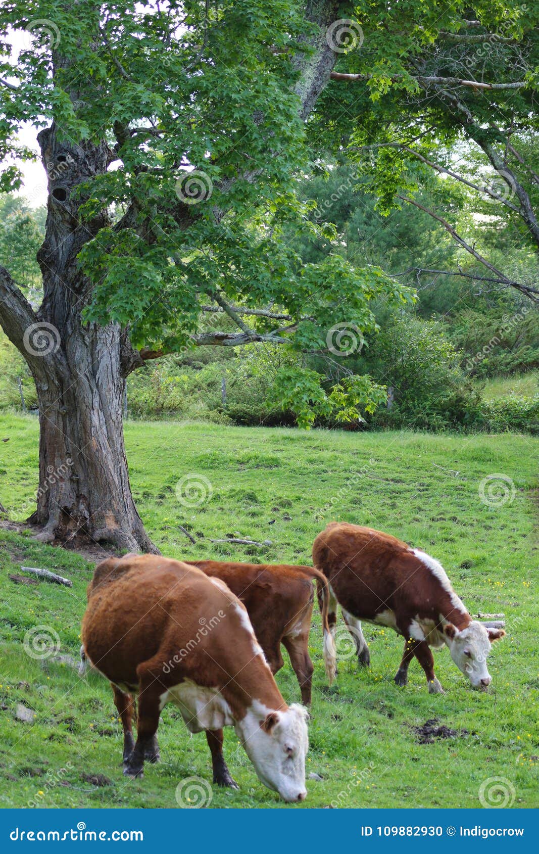 Three Cows and a Tree stock photo. Image of animal, country - 109882930