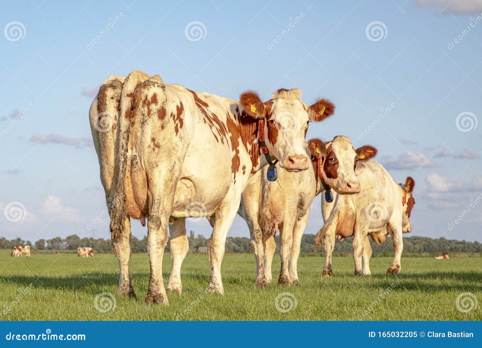 Three Cows Walking into the Meadow, Seen from Behind, Towards the ...