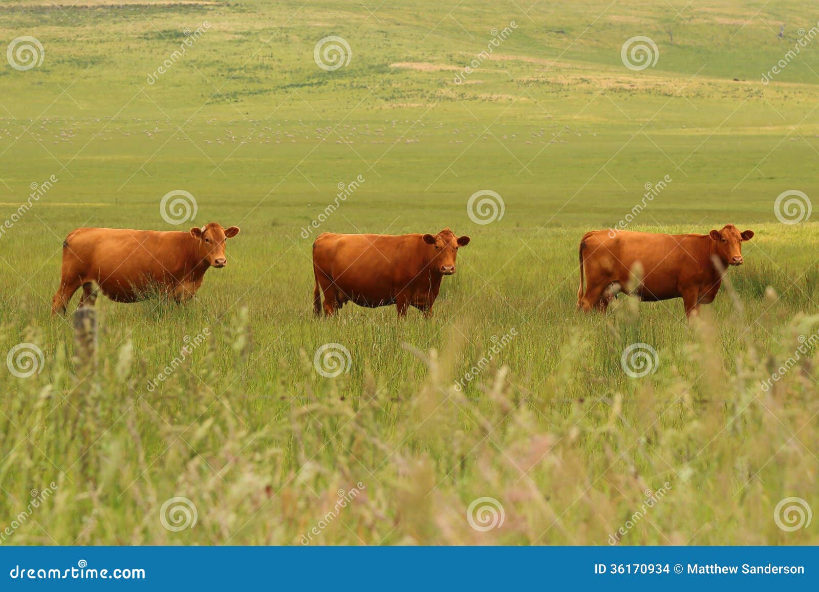 Three Cows Eating Stock Photo | CartoonDealer.com #1958736