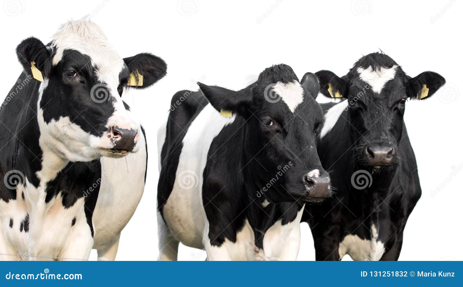 Three Cows Eating Stock Photo | CartoonDealer.com #1958736