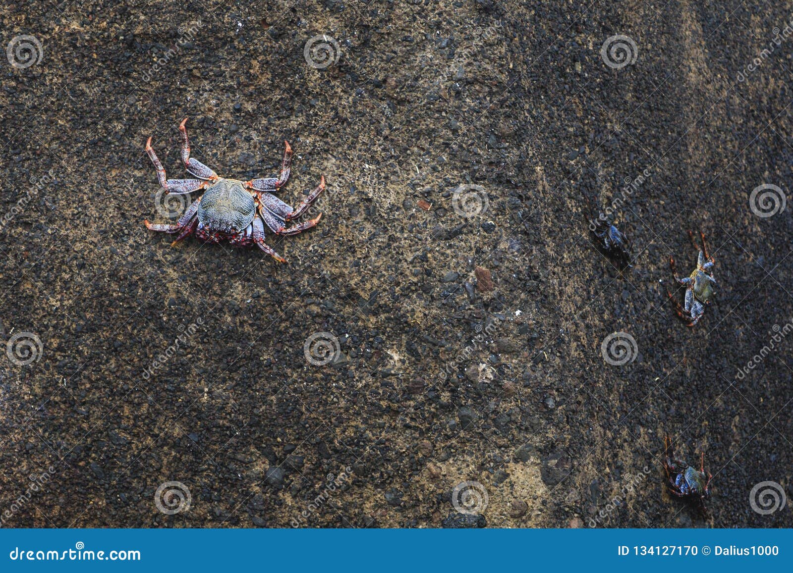 Three Crab on the Rock in Shore of Tenerife Stock Photo - Image of ...