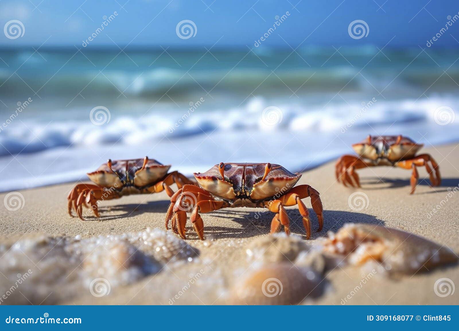 Three Crabs Walking on Sunny Beach - Ocean Life Exploration - AI ...