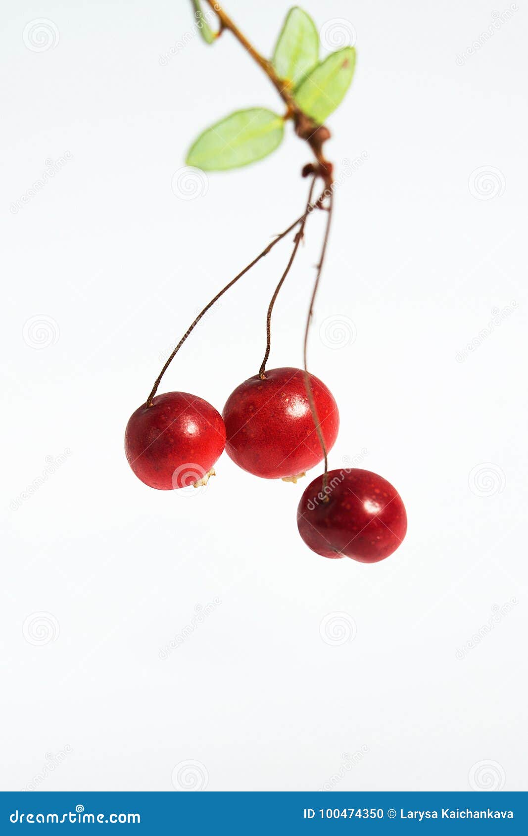 Three Cranberries and a Sprig with Leaves on a White Background. Stock ...