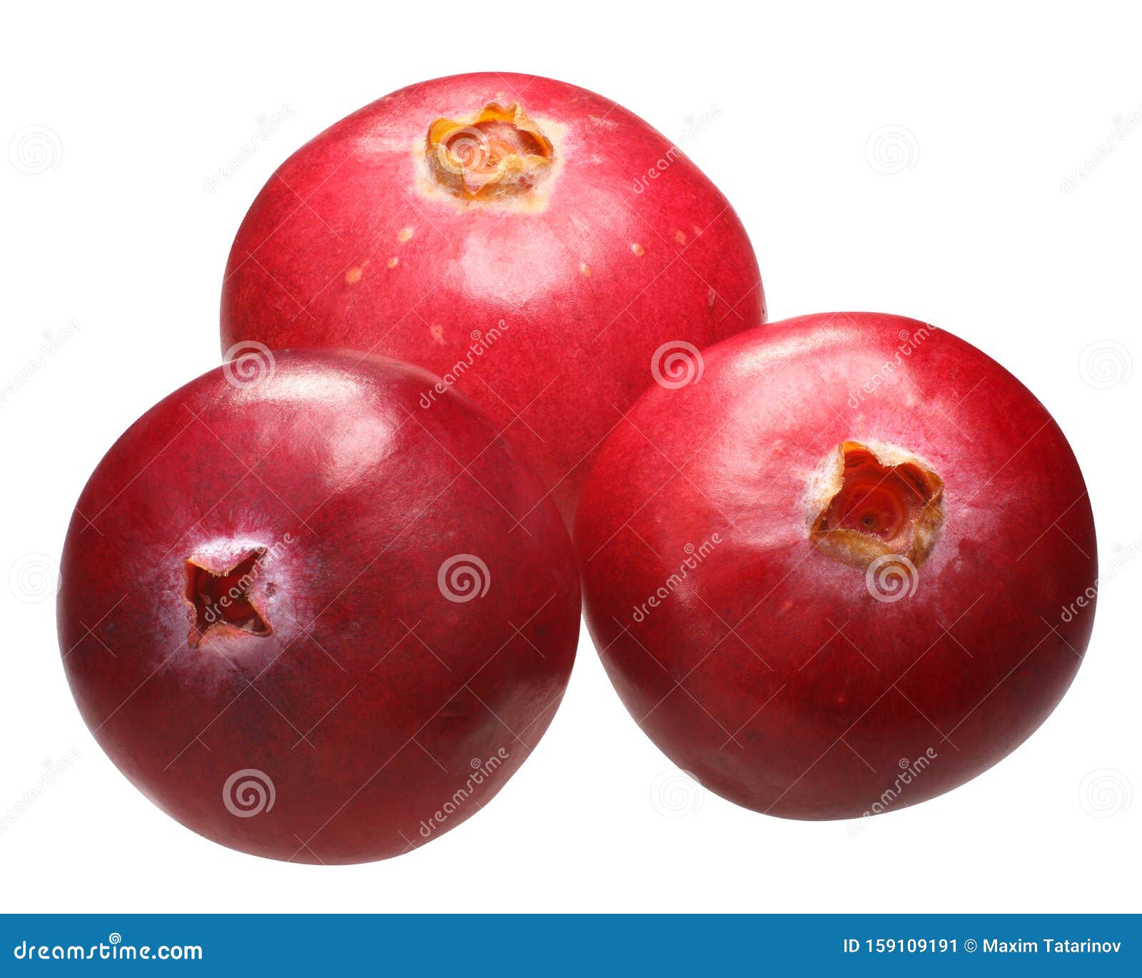 Three Cranberries V. Oxycoccs, Paths Stock Image - Image of edible ...