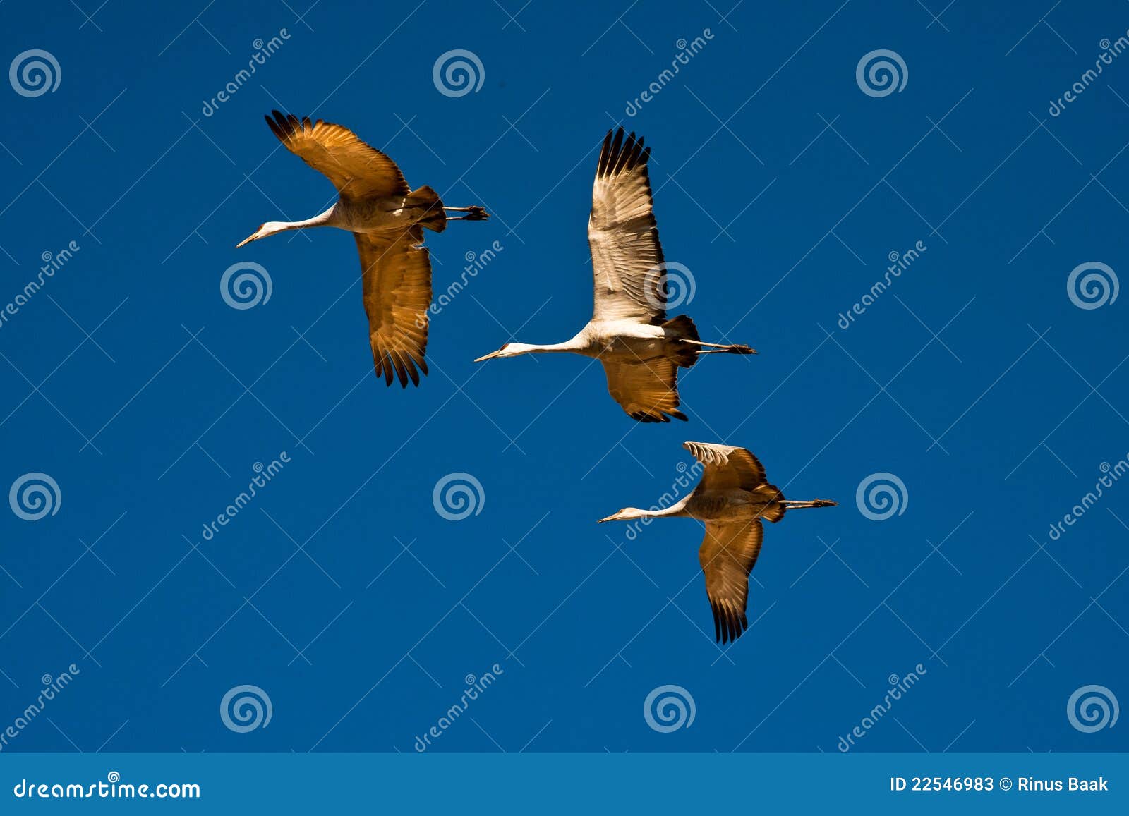 Three Cranes stock image. Image of bird, sand, cranes - 22546983